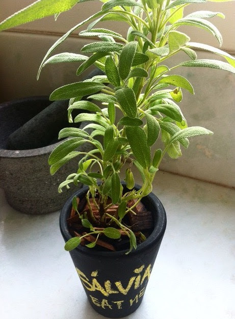 Qual tempero usar? Escolha a erva aromática certa e confira seus ...